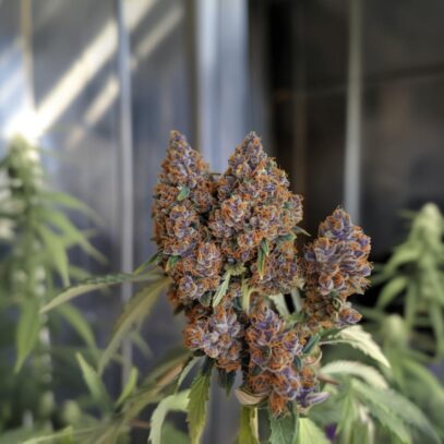 Blue Nerds Strain Information & Effects