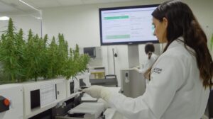Lemon Skunk Strain Information & Effects