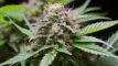 King Louis Strain Information & Effects