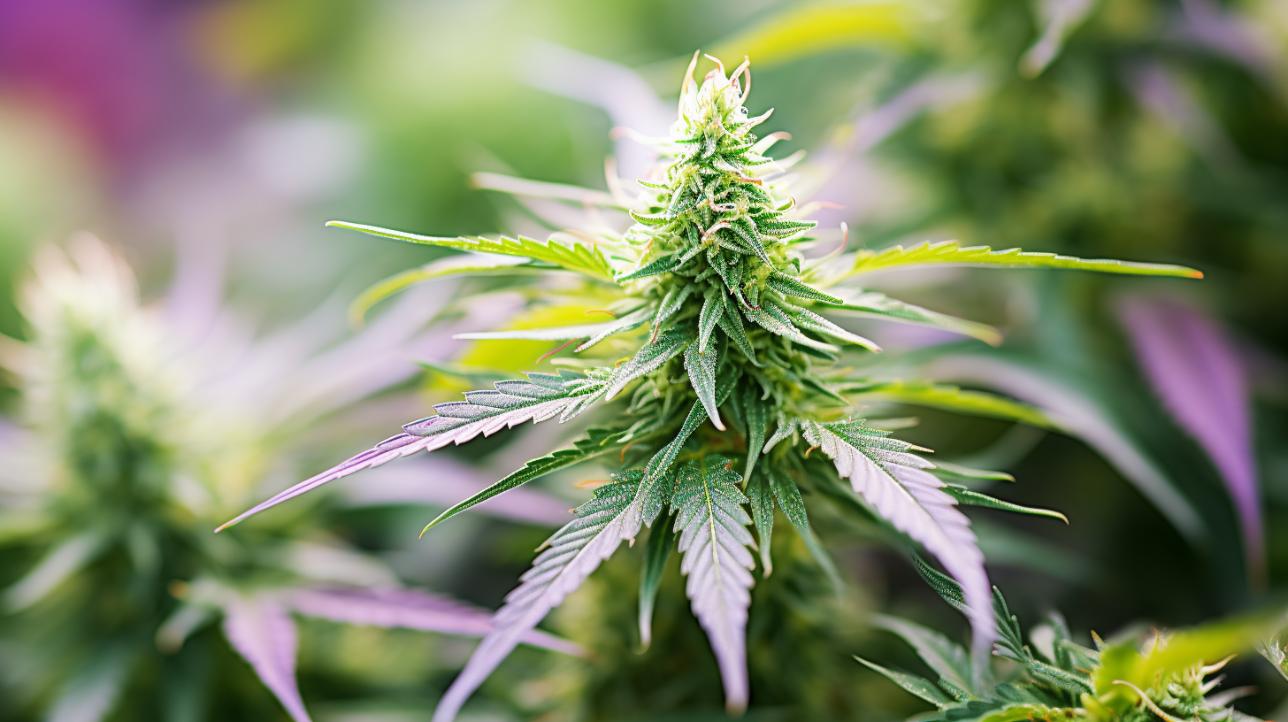 Titty Sprinkles Strain Information & Effects