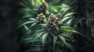 Ghost OG Strain Information & Effects