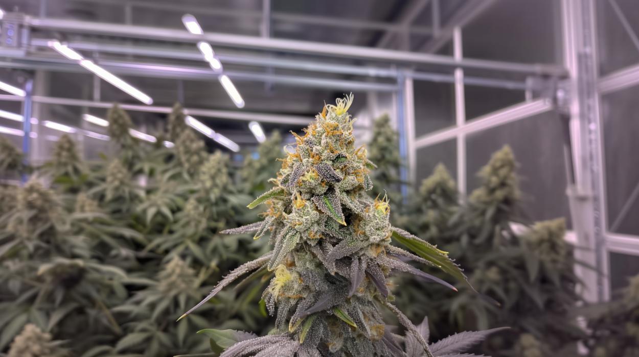 Lemon Kush Strain Information & Effects