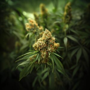 First Class Funk Weed Strain Information & Effects