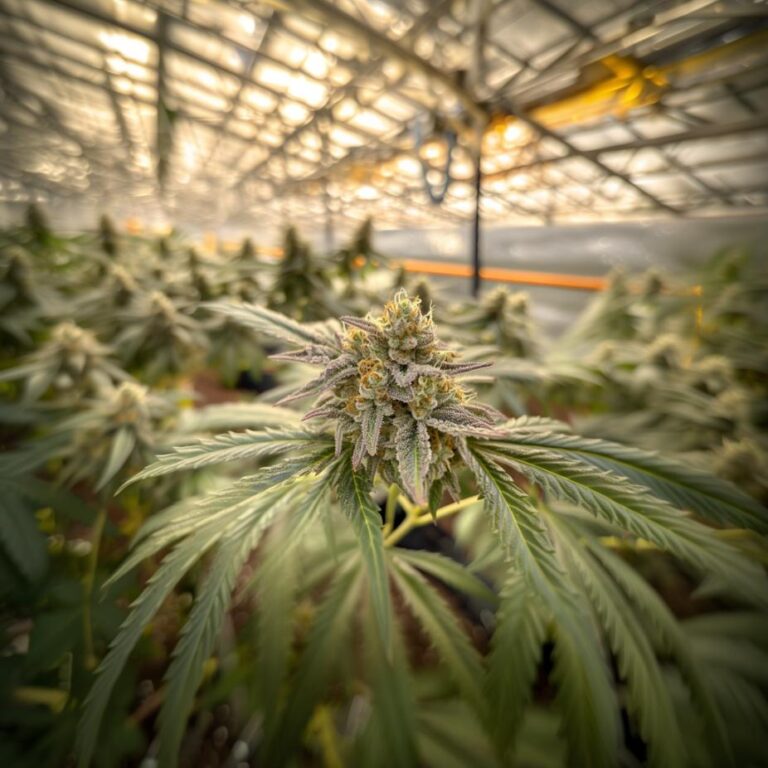 Vanilla Frosting Weed Strain Information & Effects