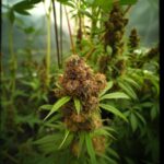 Agent Orange Weed Strain Information & Effects
