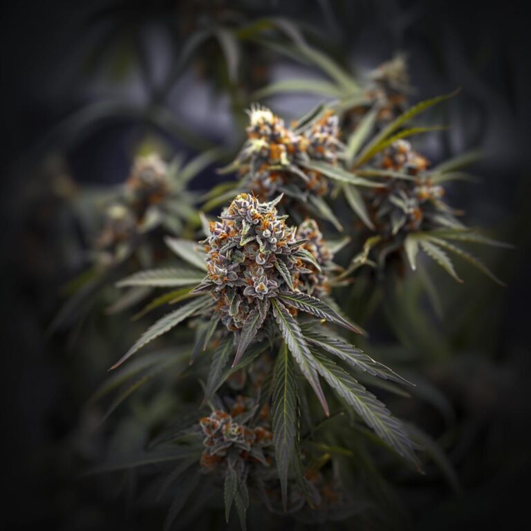 Granimals Weed Strain Information & Effects