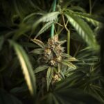 ZaZa Weed Strain Information & Effects