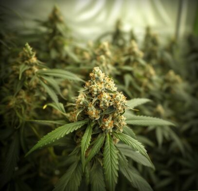 White 99 Weed Strain Information & Effects