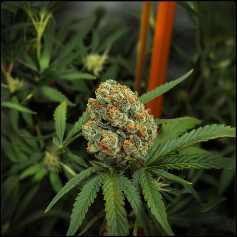 Og Kush Weed Strain Information & Effects