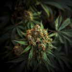 Cake Mix Weed Strain Information & Effects