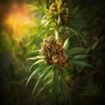 Spritzer Weed Strain Information & Effects