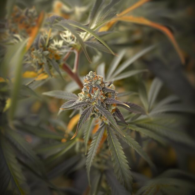 Apple Tarts Weed Strain Information & Effects