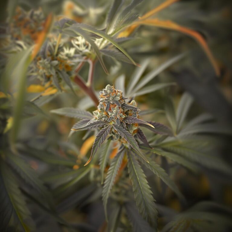 Apple Tarts Weed Strain Information & Effects