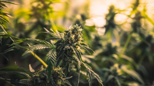 Smarties Strain Information & Effects