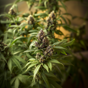 Pave Strain Information & Effects