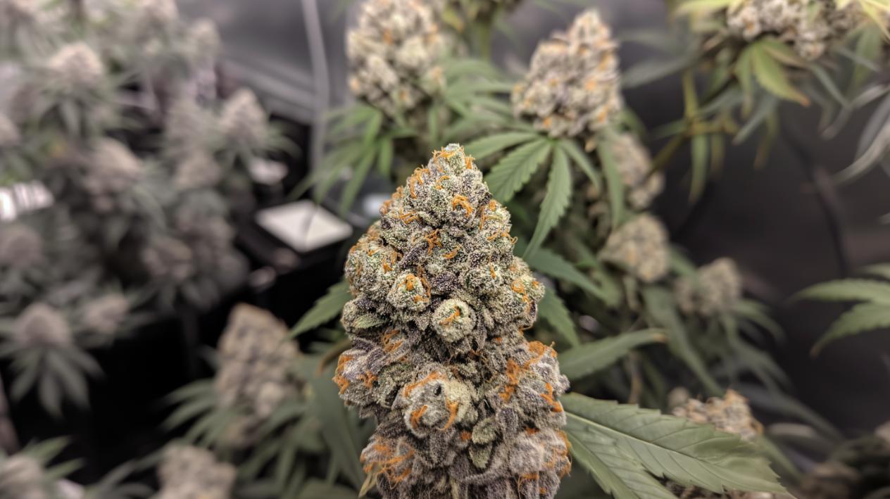 Cadillac Rainbows Strain Information & Effects