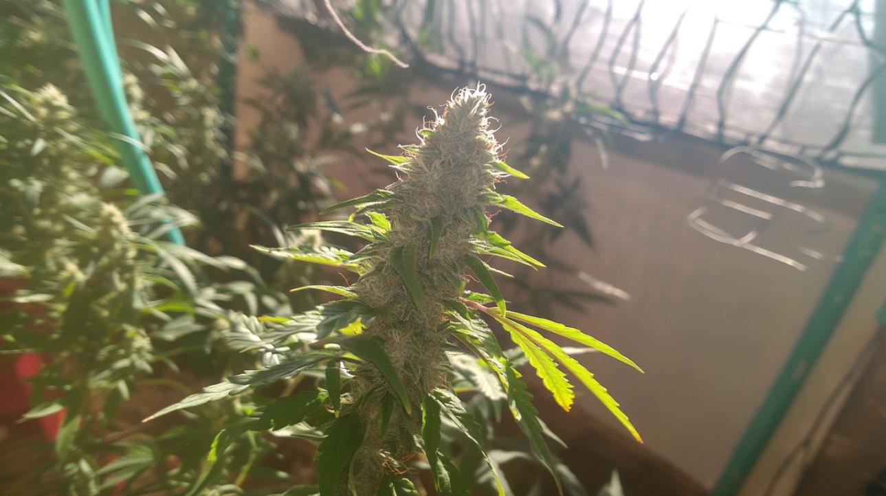 Fatso Strain Information & Effects