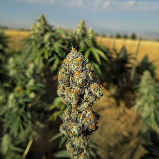 Banana Daddy Weed Strain Information & Effects