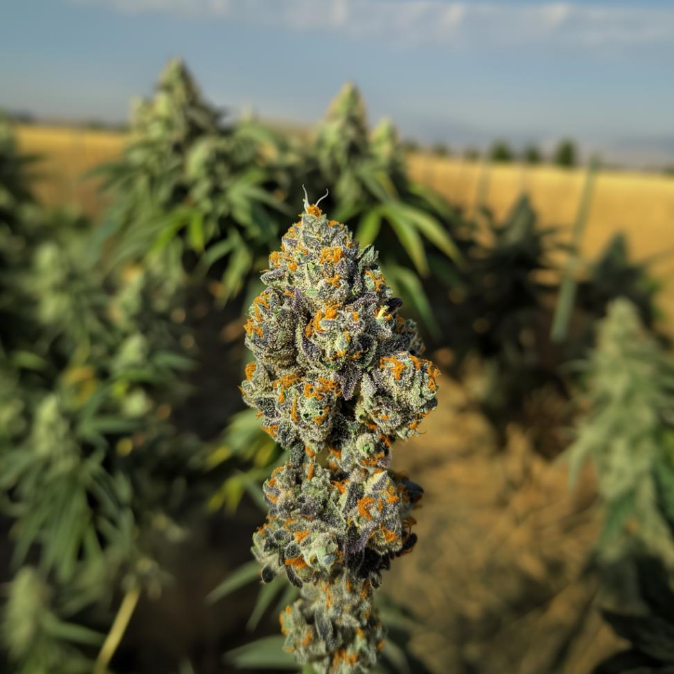 Banana Daddy Weed Strain Information & Effects