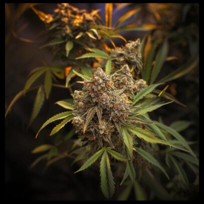 Space Cake Weed Strain Information & Effects