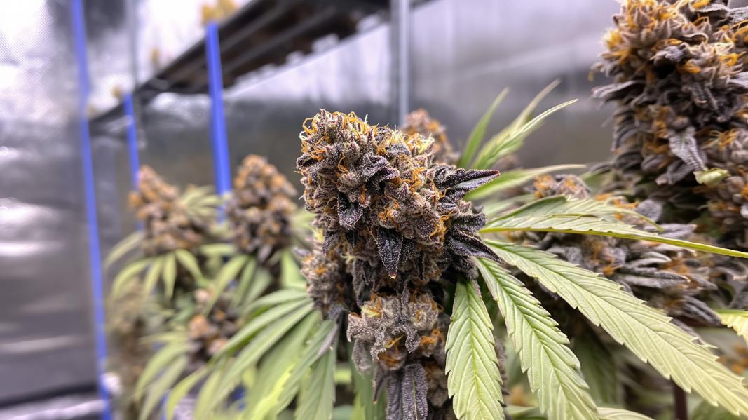 Modified Grapes Strain Information & Effects