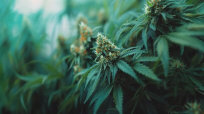 Push Pop Strain Information & Effects