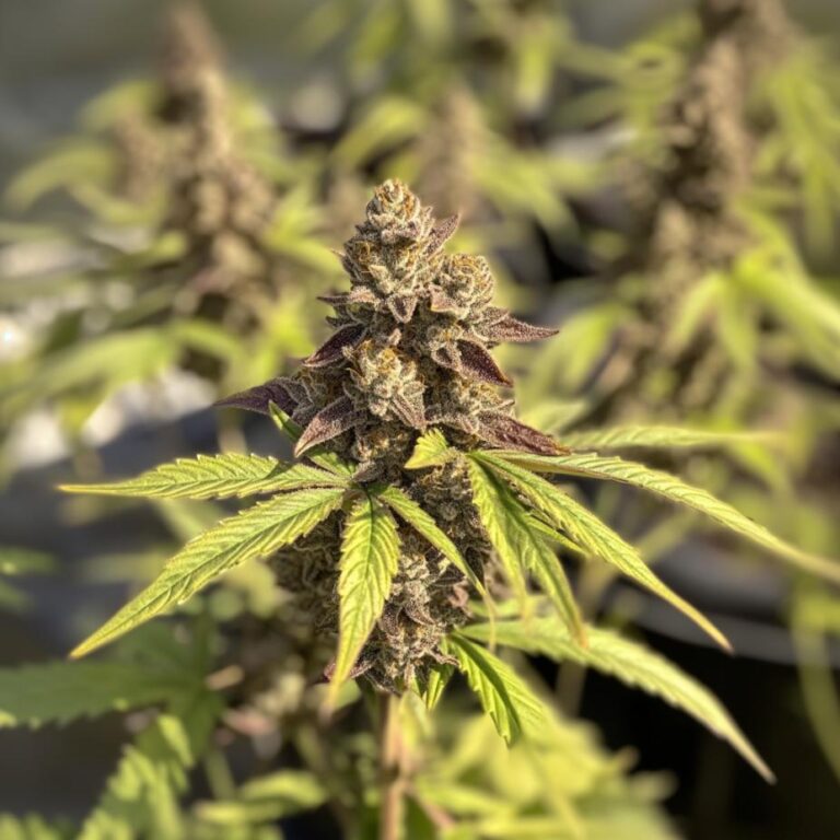 Grape Soda Strain Information & Effects