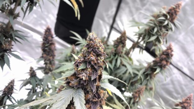 Temptation Strain Information & Effects