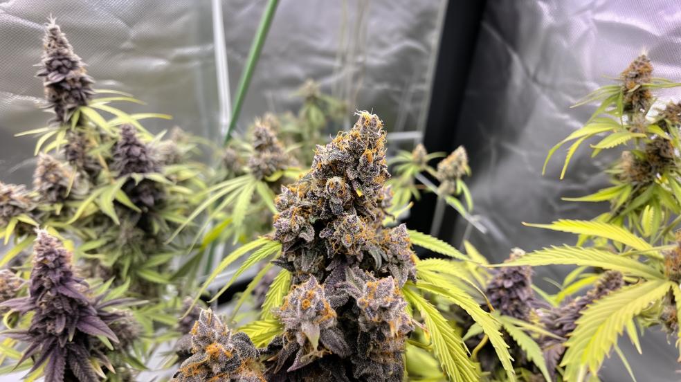Purple Octane Strain Information & Effects