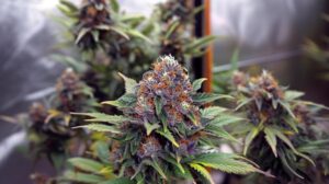 Slapz Strain Information & Effects