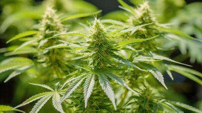 Lemon G Strain Information & Effects