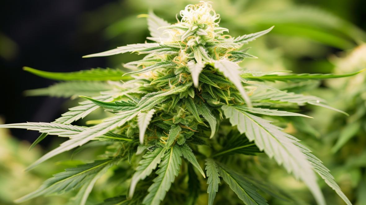 Royal Highness Strain Information & Effects