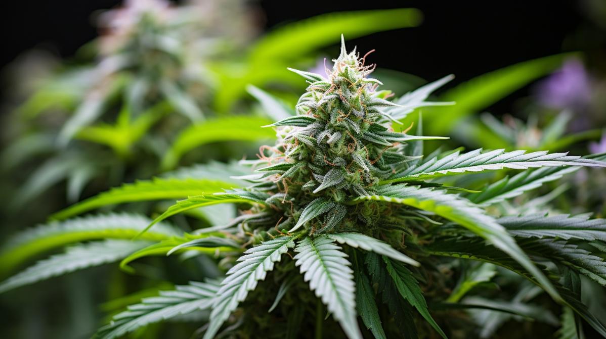 Number 33 Weed Strain Information & Effects