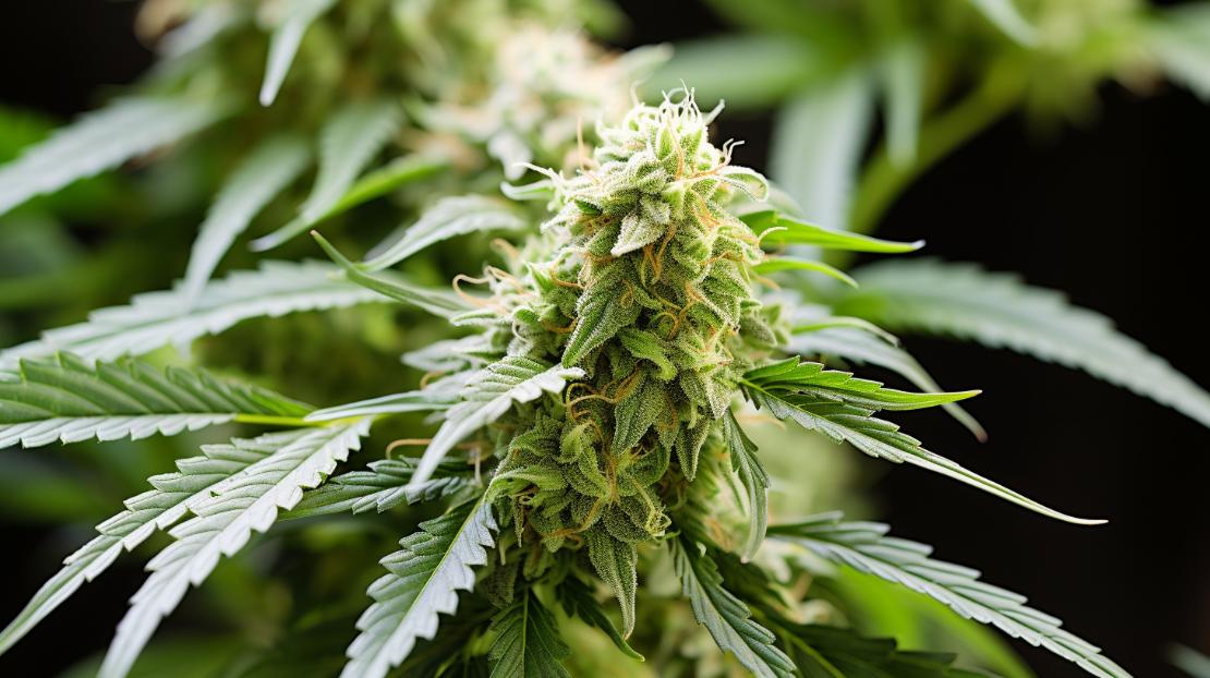 White Wedding Strain Information & Effects