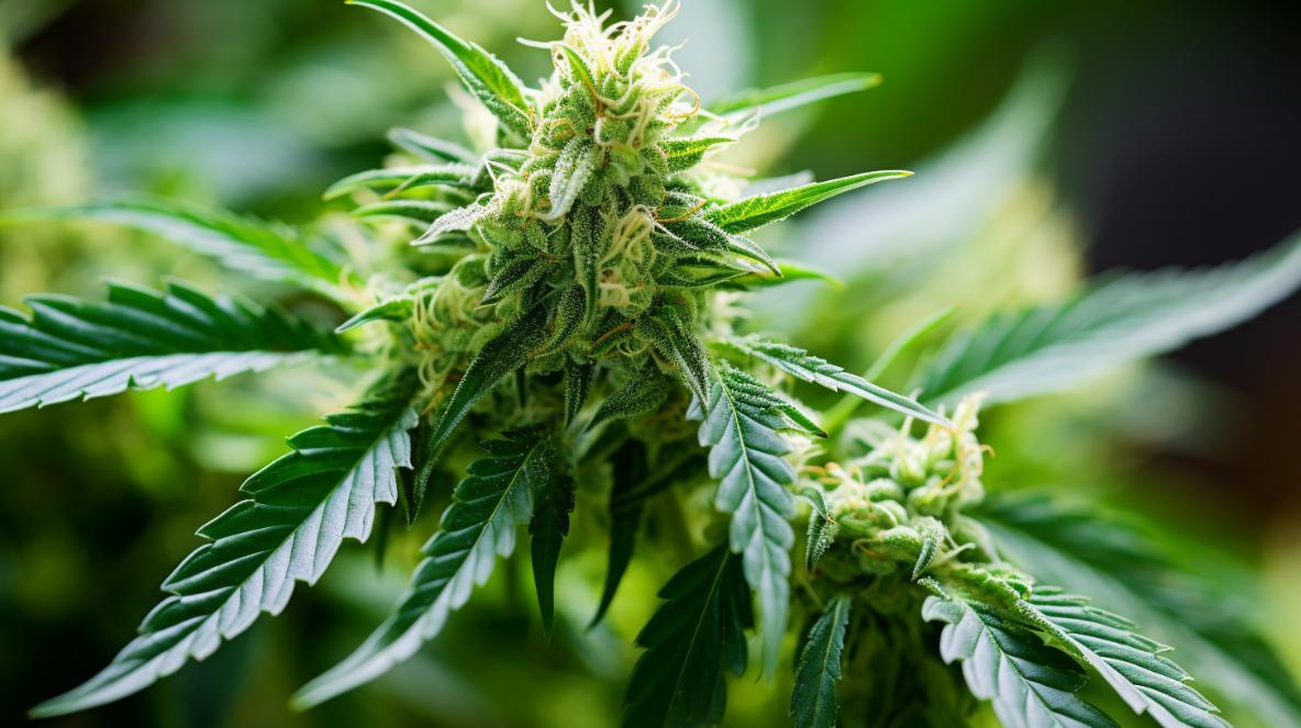 Atomic Apple Strain Information & Effects