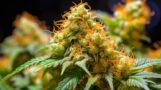 Florida Kush Strain Information & Effects
