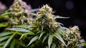 Zerbert Strain Information & Effects