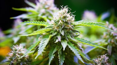 Sherbet Strain Information & Effects