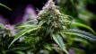 Slurty3 Strain Information & Effects