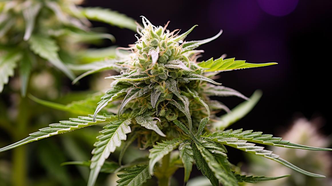 White Runtz Strain Information & Effects