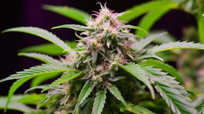 Berry Pie Strain Information & Effects