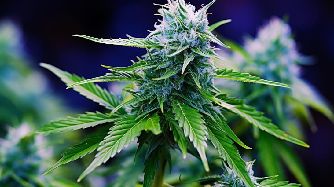 Blueberry Yum Yum Strain Information & Effects