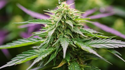 Slapz Strain Information & Effects