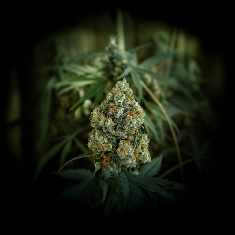 Starburst Strain Information & Effects