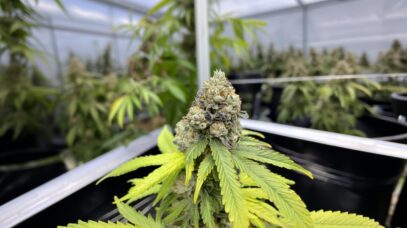 Triple Burger Strain Information & Effects