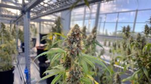 Lemon Poppers Strain Information & Effects