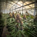 Blue Runtz Strain Information & Effects