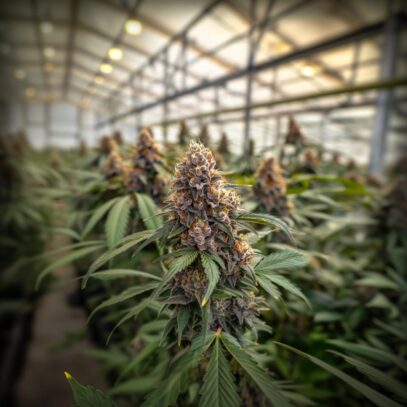 Blue Runtz Strain Information & Effects