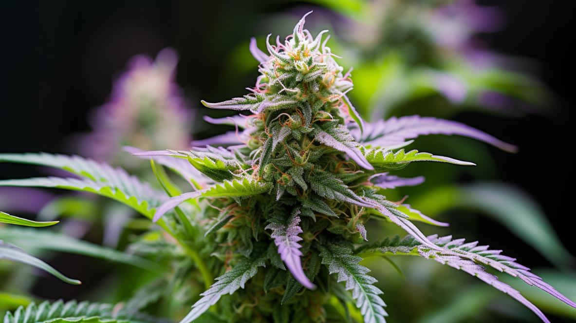 Ethos Apex Strain Information & Effects