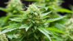 Dulce De Uva Strain Information & Effects